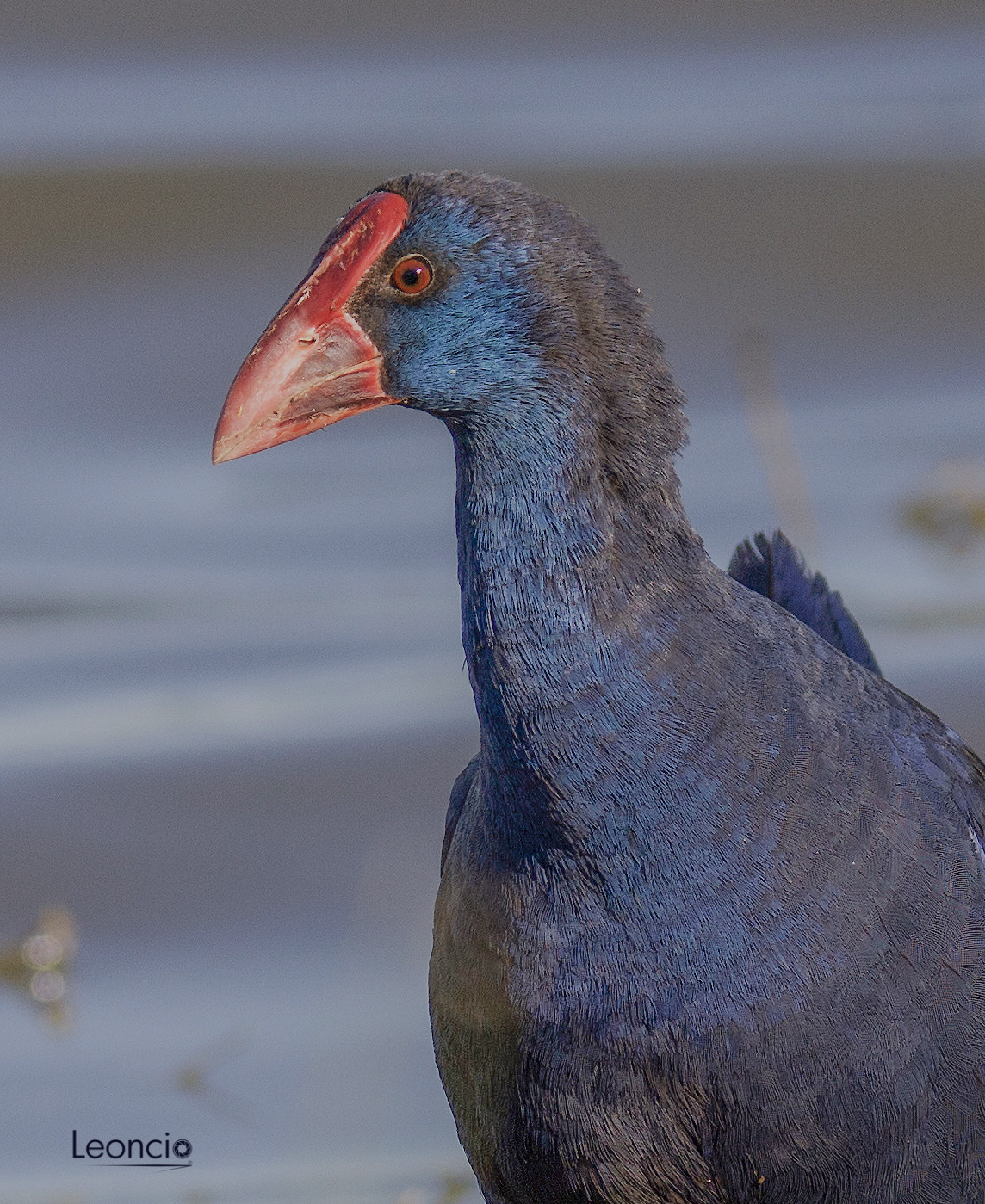 FOTOGRAFÍA Y NATURALEZA EN ANDALUCÍA: DIGISCOPING-CALAMÓN COMÚN ...