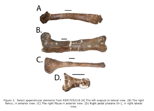 My Prehistoric Saga: How Big was T.rex Specimen RSM 2523.8 ("Scotty")?
