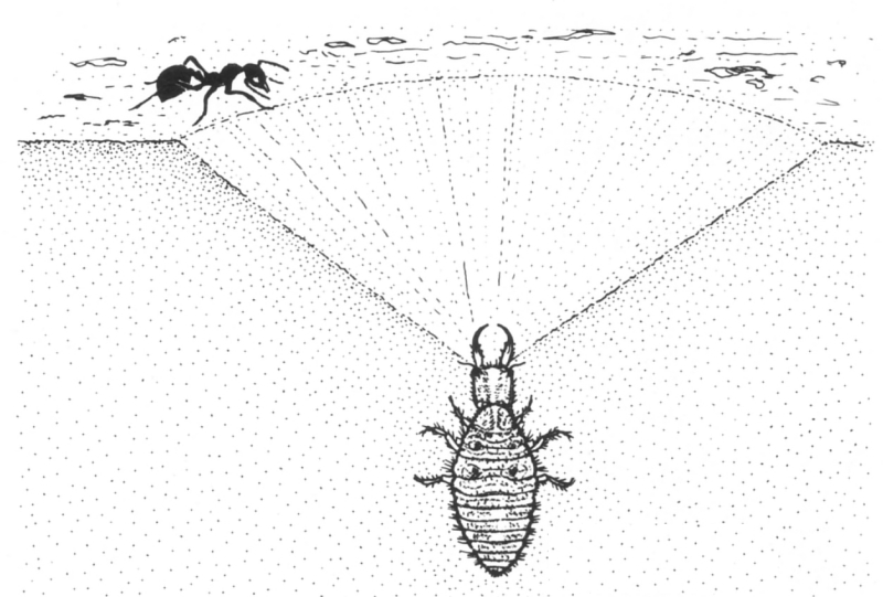 Old writer on the block: Ant lions and the angle of rest