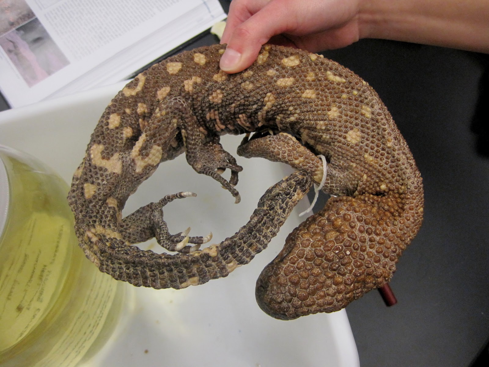 Biology of the Reptilia: Lab 5: Lepidosauria Part 1: Sphenodontida and ...