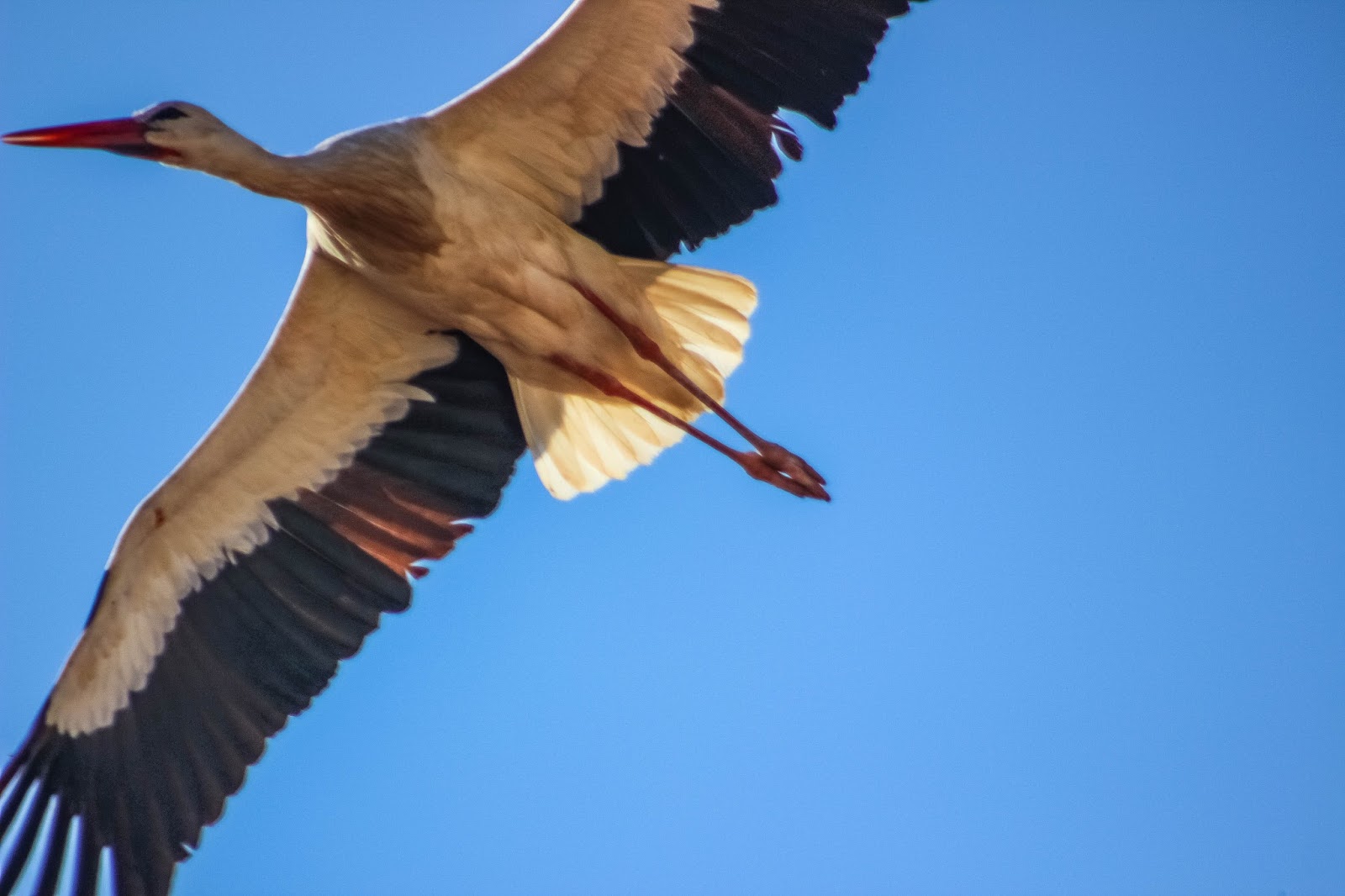 Cannundrums: White Stork - Morocco