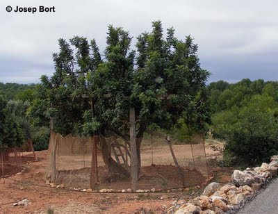 FAUNARIUM: Los paranys