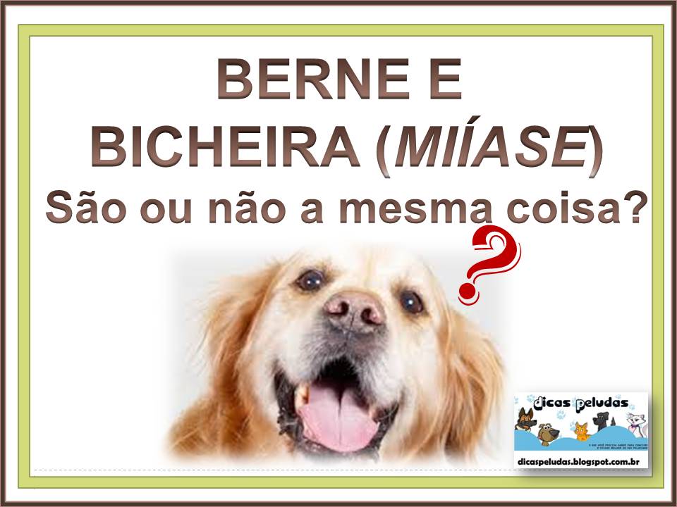 DICAS PELUDAS: BERNE E BICHEIRA (Miíase)- SÃO A MESMA COISA?