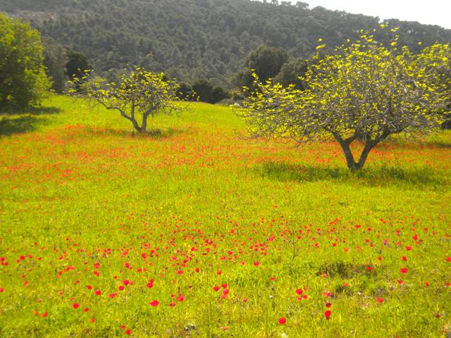 The Grass is Greener on the Udder Side: Grassland of the Year - 2013
