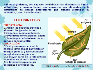 Biología didáctica: NSC 4° - Nutrición Autótrofa
