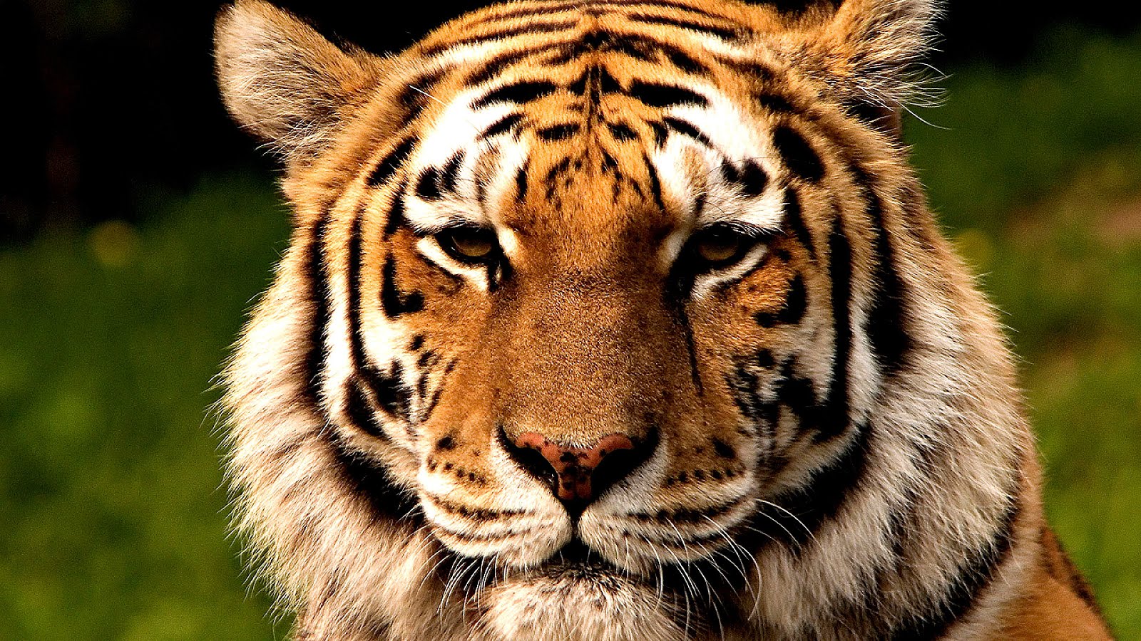 Siberian Tiger Why Are They Endangered - Danger Choices