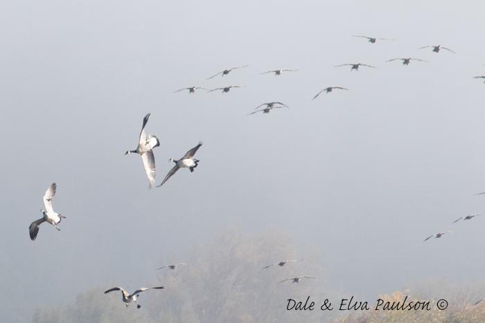 Elva's Field Notes: Whiffling Geese