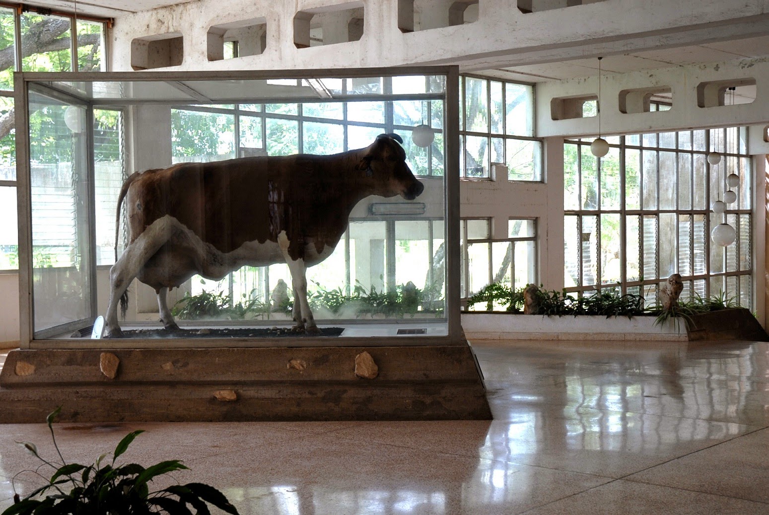 La verdadera historia de Ubre Blanca la vaca sagrada del dictador Fidel ...