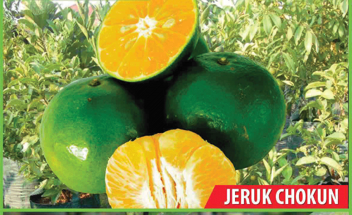 Toko Trubus Solo: JUAL JERUK CHOKUN JERUK DEKAPON JERUK SANTANG JERUK ...