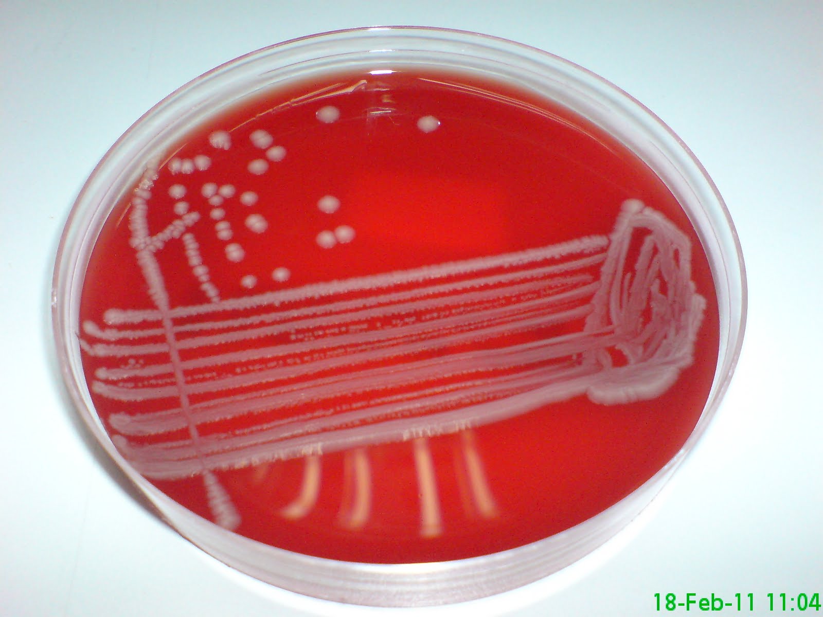 Pengembara tanpa kompas.: February 2011