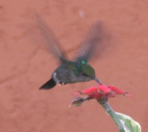 - ÁLULA -: PUERTO RICO