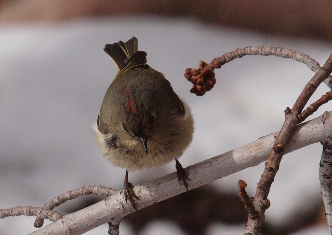 Birding Is Fun!: Backyard Birding