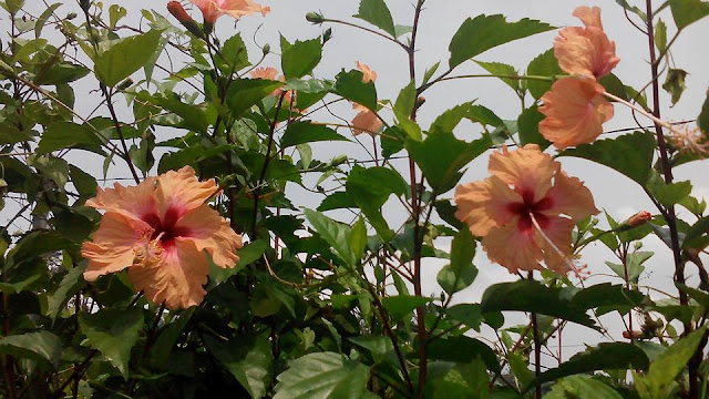 karya ku : paridah ishak: PANTUN BUNGA RAYA...