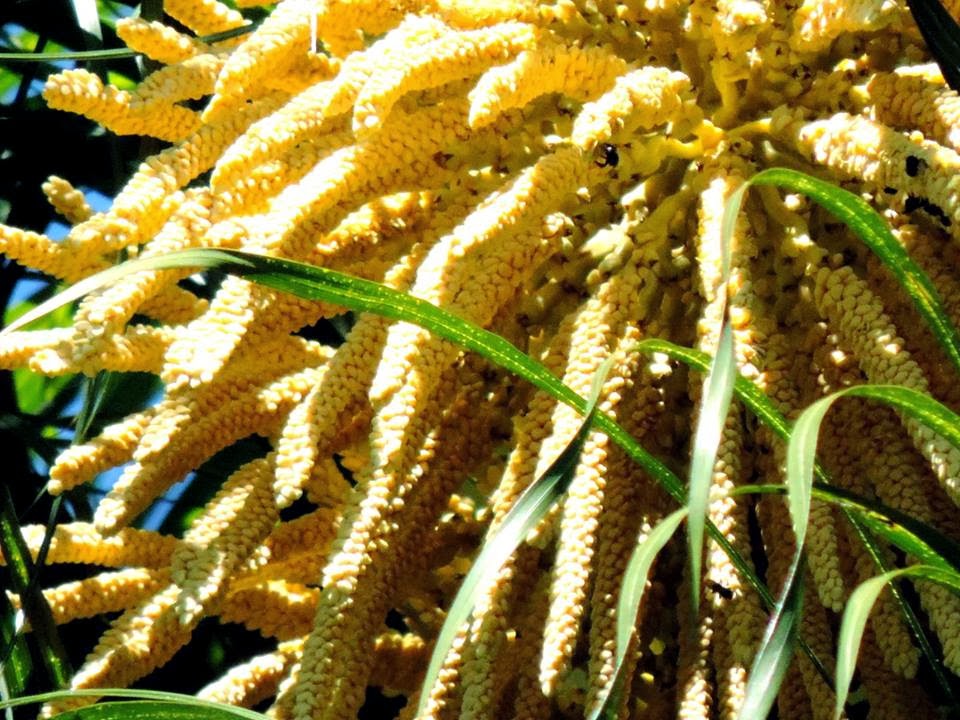 Cultura Guaraní: Flor de coco