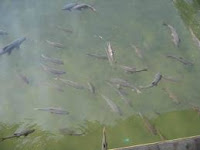 Pagaralam_Besemah: Semah an increasingly rare fish