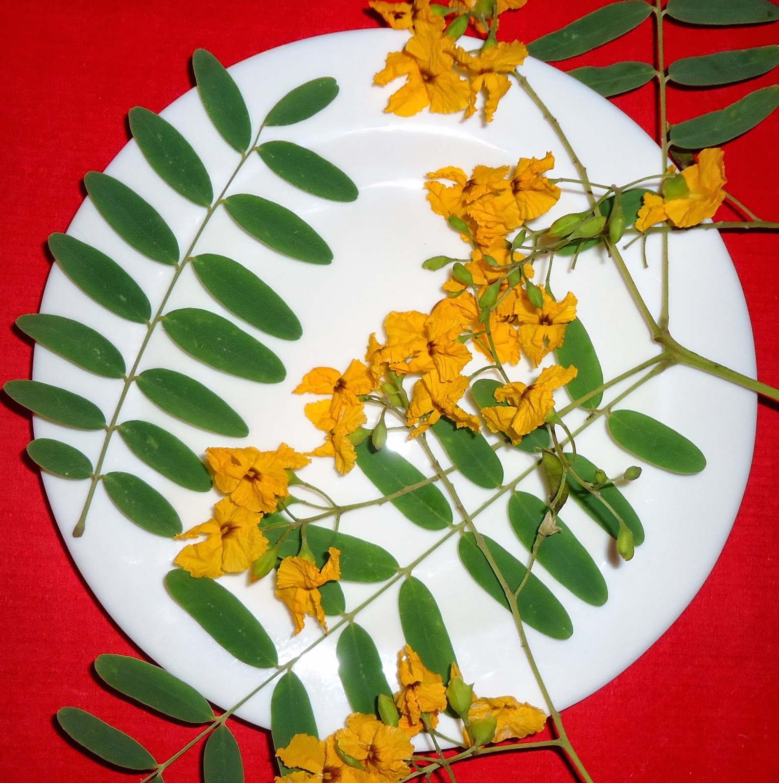 v e r d e c h a c o: Tipa