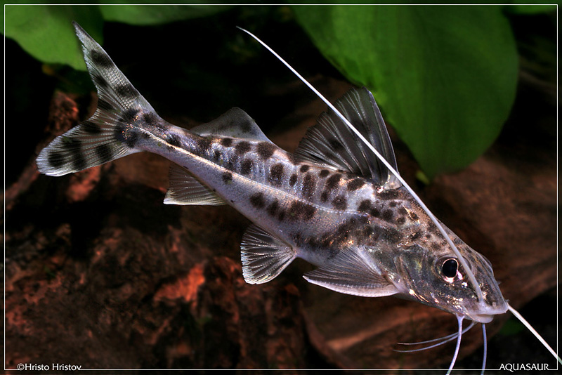 ZA FISH ACTION: Pictus Cat (Pimelodus pictus), Si Punggung Berduri dari ...