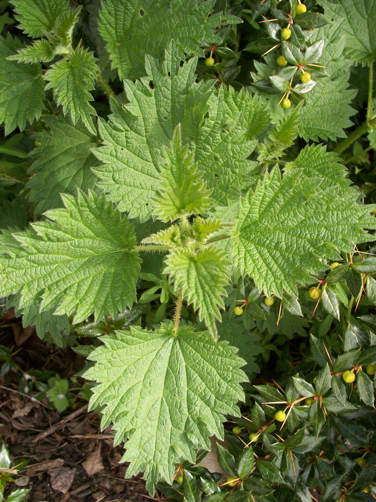 Thymes Ancient Remedies: Herbs