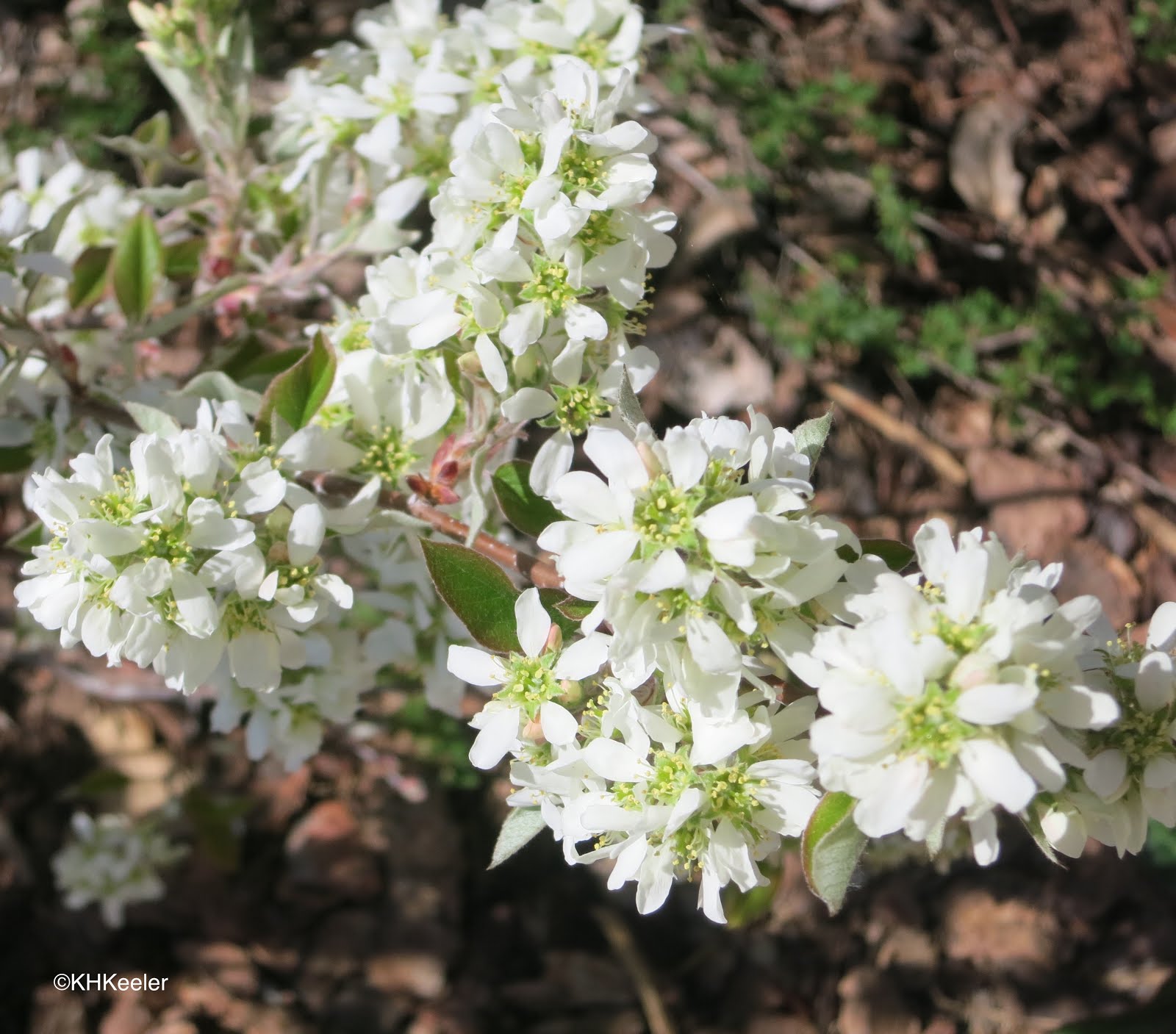 A Wandering Botanist: Plant Story--Flowering Shrub of Spring ...