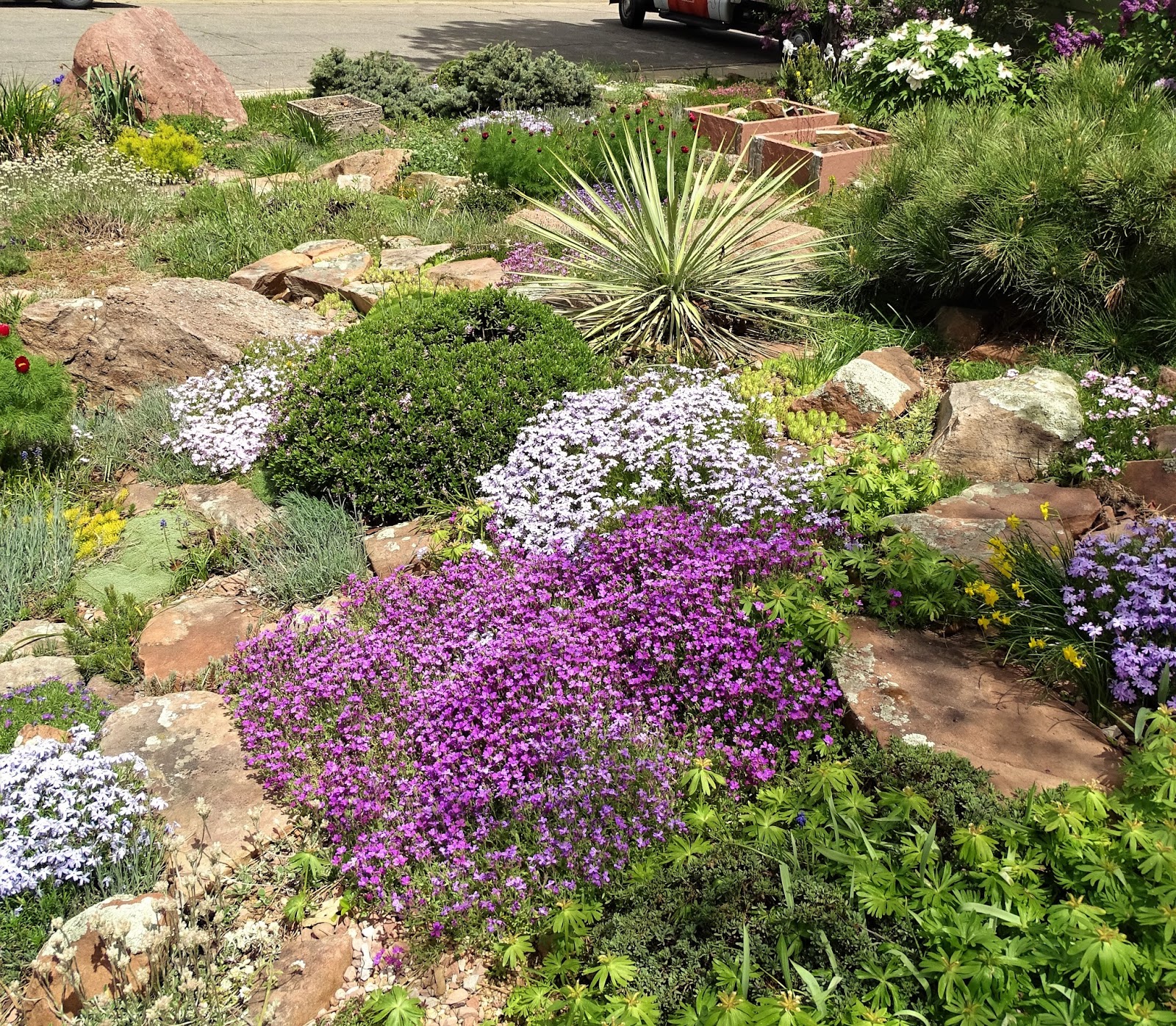 Prairiebreak: Why a rock garden? THIS is why!