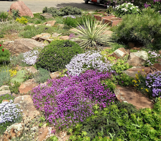 Prairiebreak: Why a rock garden? THIS is why!