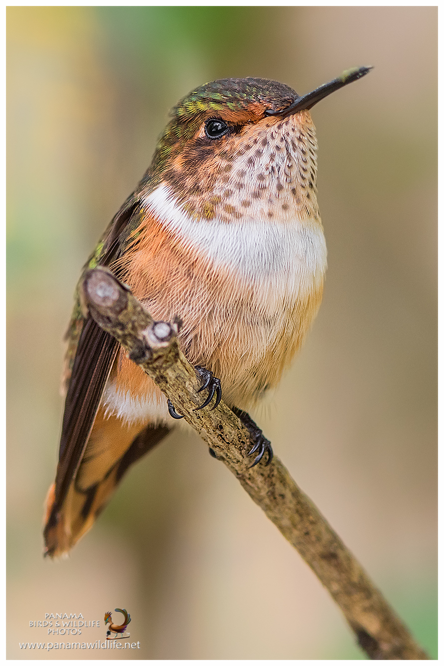 Featured Species: Lesser Violetear (Colibri cyanotus)
