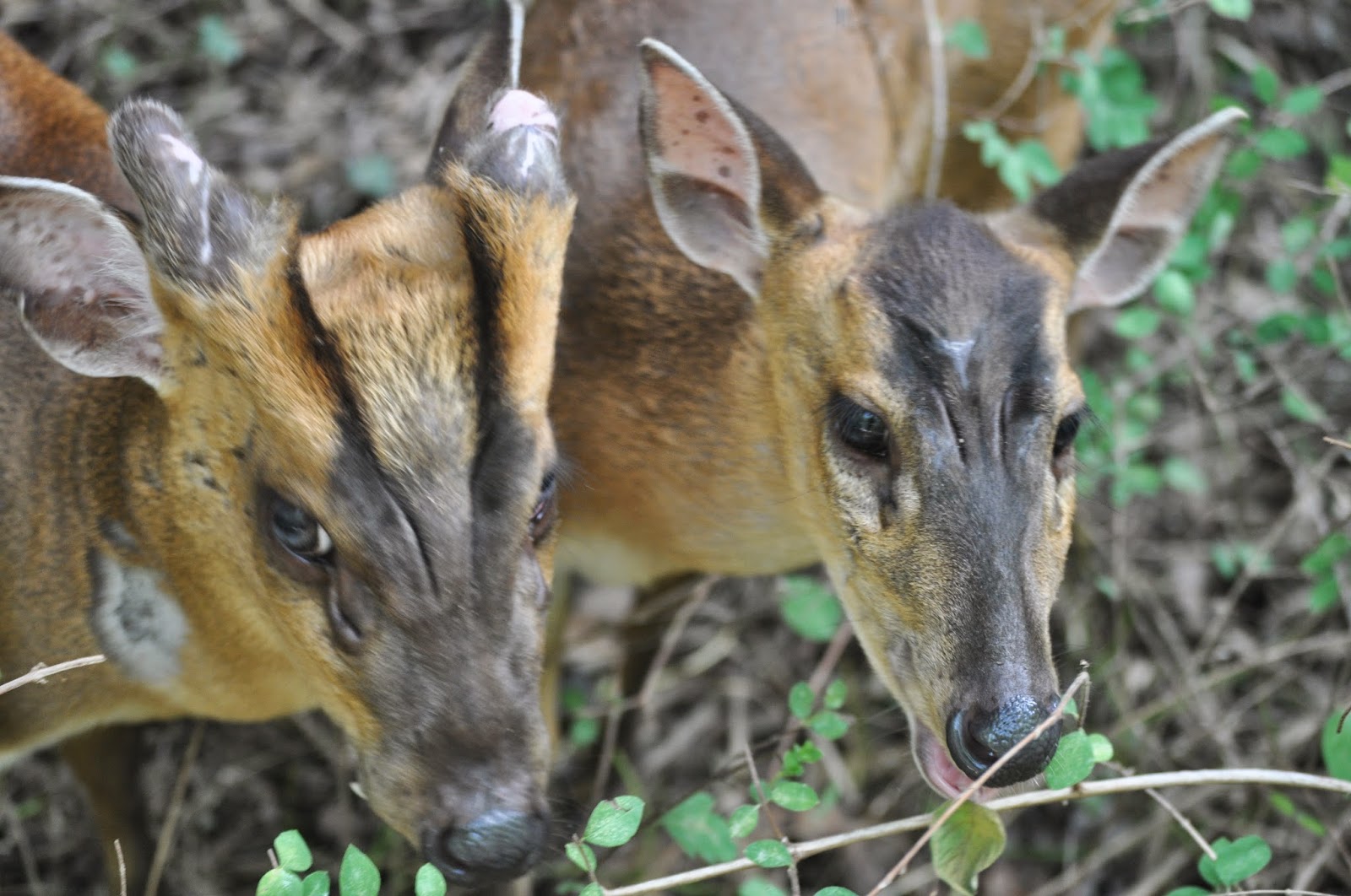 ZOOTOGRAFIANDO (6.100 ANIMALS): MUNTJAC COMÚN / INDIAN MUNTJAC ...