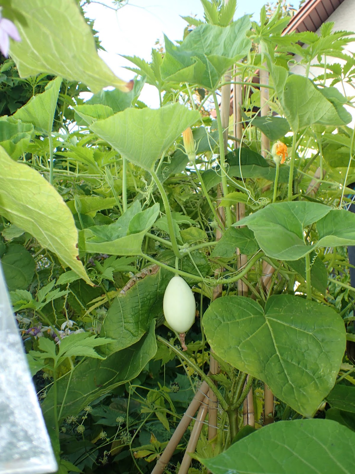 Scirpidiella's Plants: Wild squash species (Cucurbita sp. div.)