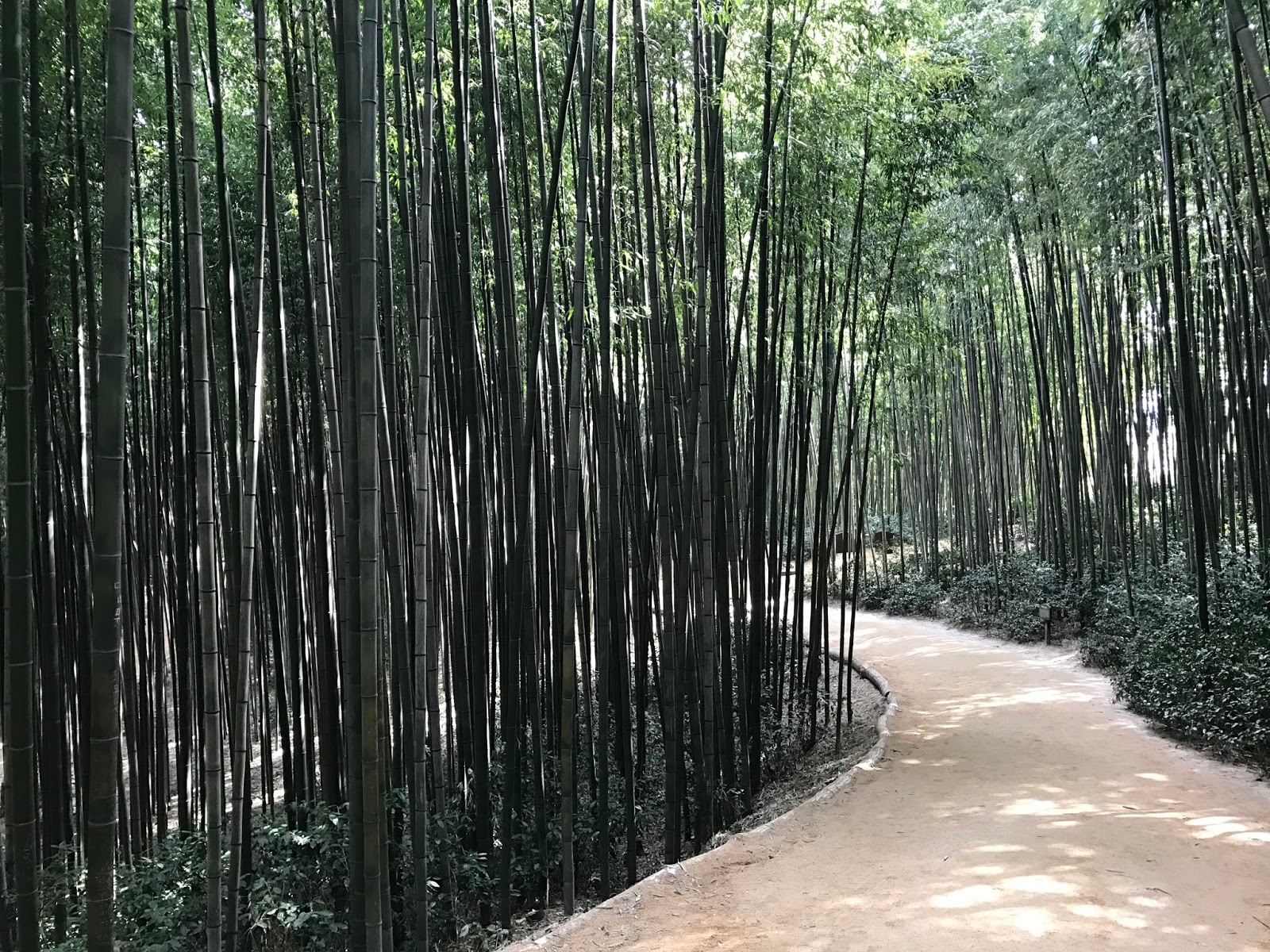 Enjoy Korea with Hui: Juknokwon, a bamboo forest, of Damyang in South Korea