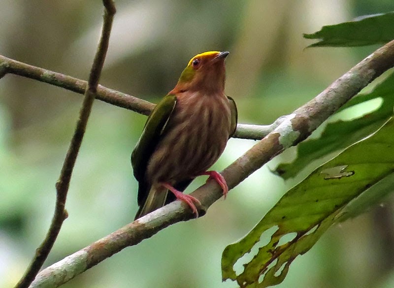 Birdernaturalist: January 2015