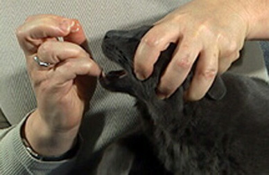 Bishop Ranch Veterinary Center: Monday Pet Tip: Administering ...