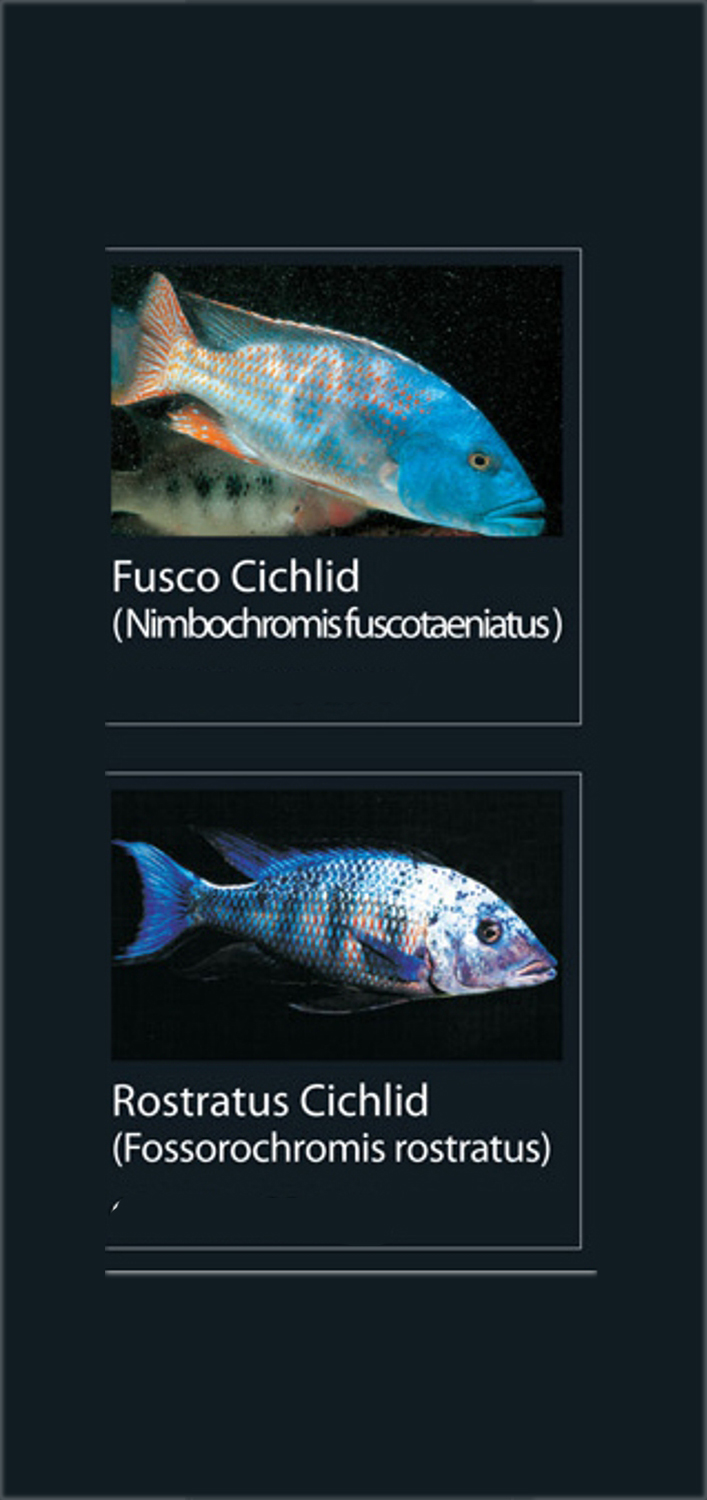 136 Jenis Ikan Hias Cichlids Populer