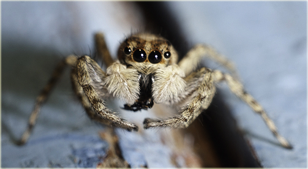 Arachnerds: Spiders of Turkey