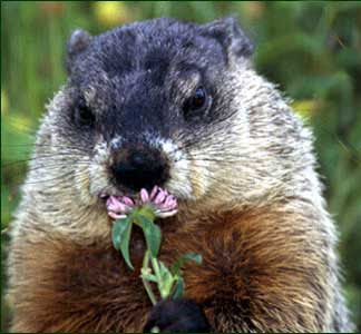 Hip In Detroit: Happy Groundhog Day!!!