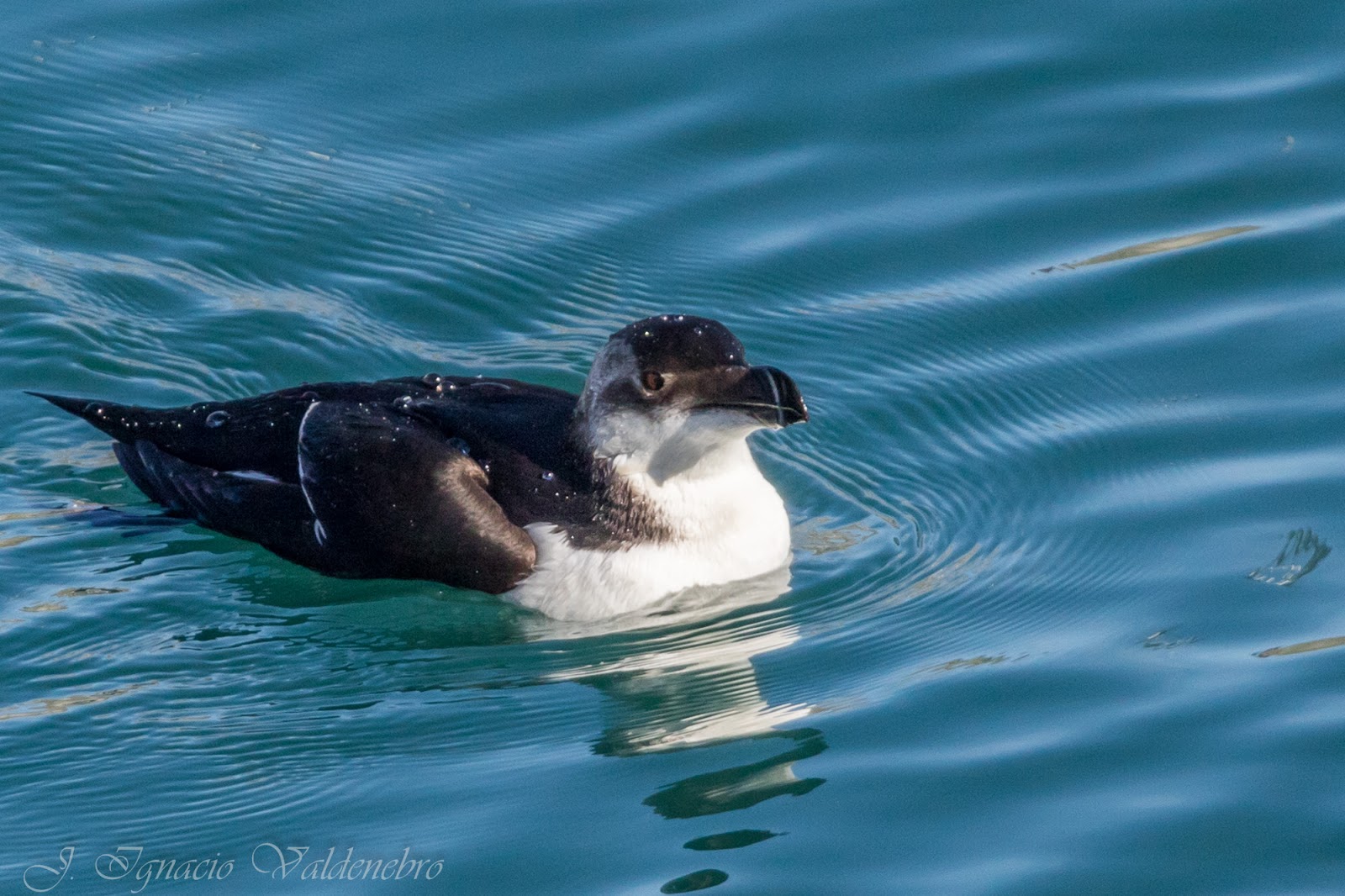 DocNatureBlog: El pingüino europeo. Alca Común (Alca torda). Alca Monxa.