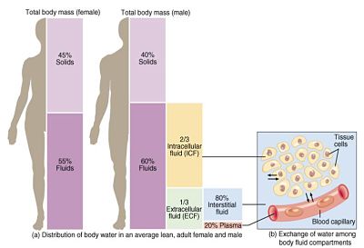 Composición corporal y compartimentos | DIARIO DE UN FISICOCULTURISTA