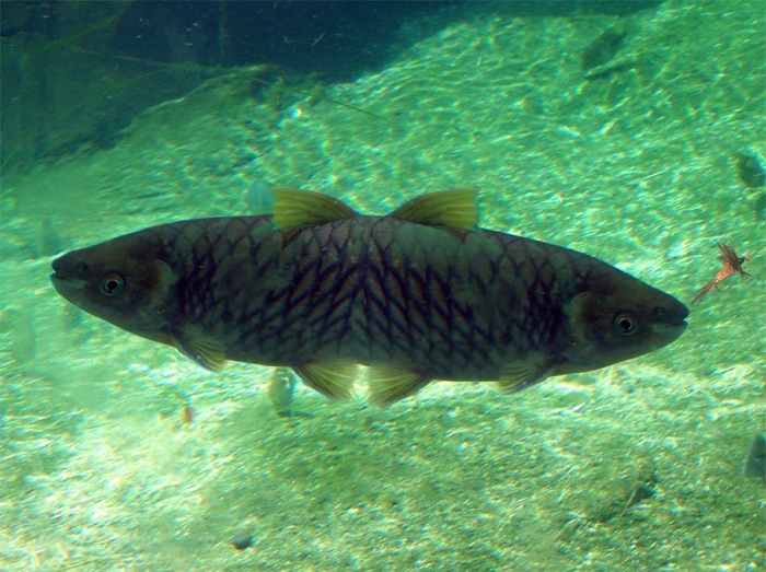 Amazing Photographs Wiki: Two Headed Animals Collection-2