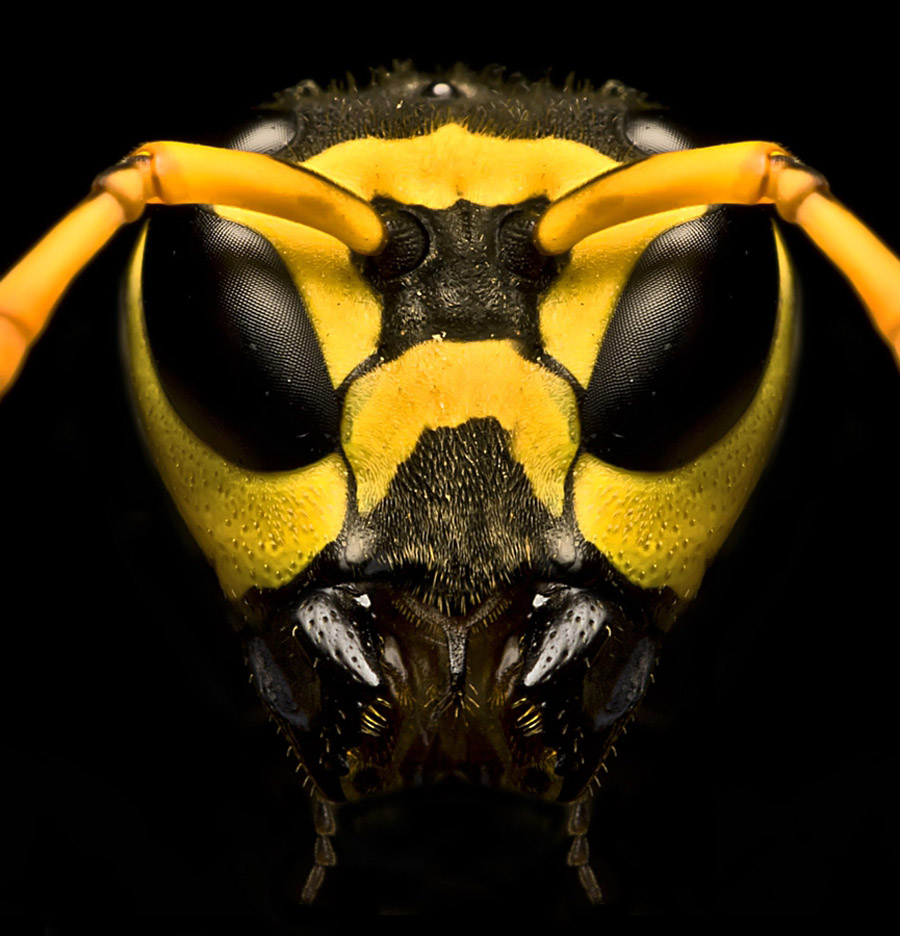 Macro Photography Tips