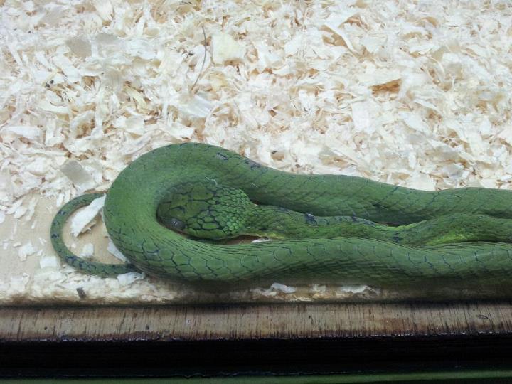 Pameran Dan Pertunjukan Ular : Bisa Berbisa Di Muzium Negeri Kedah ...