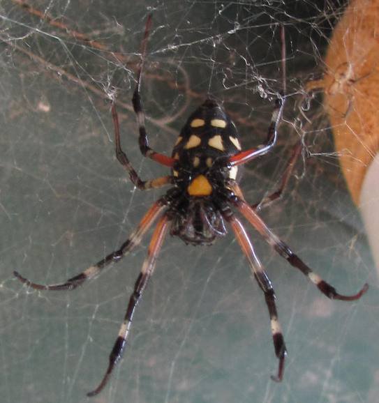 Kenyan Spiders: GOLDEN ORB WEB SPIDERS - Family Nephilidae