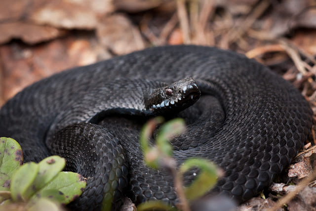 🔥 eastern ring necked snake 🔥 : r/NatureIsFuckingLit