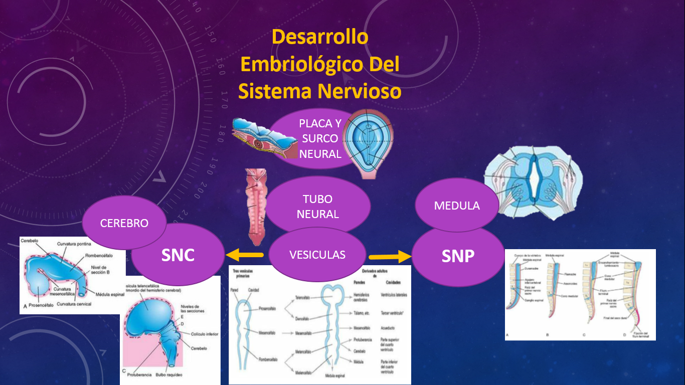 Barraza Gomez Alejandro Fisiologia: Embriología del Sistema Nervioso ...