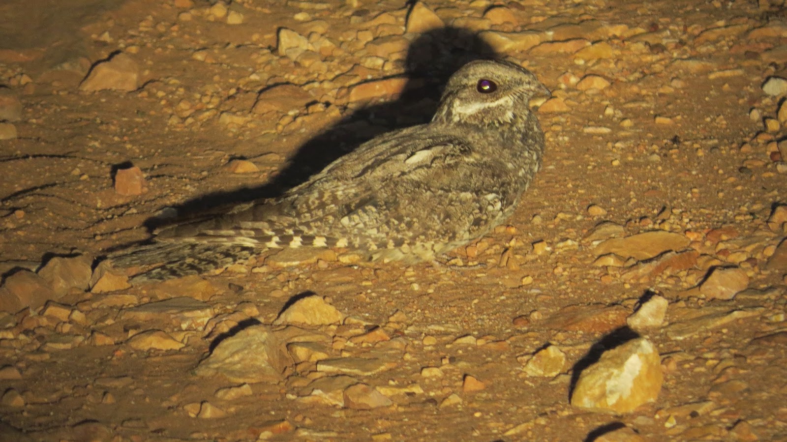 South Africa Trip, Day 11: The Pennant-winged Nightjar