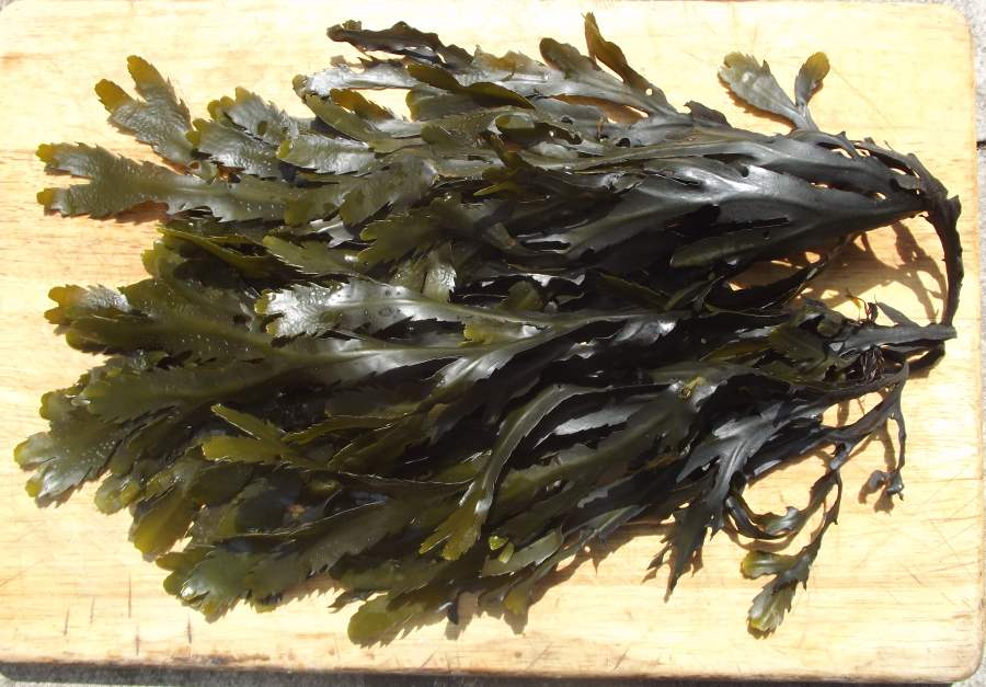 Mengenali Kebaikan Makanan Berasaskan Rumpai Laut |MyRokan