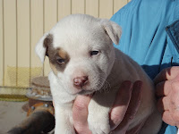 LightShine Pine Ridge: Rez Dogs....A Love Story