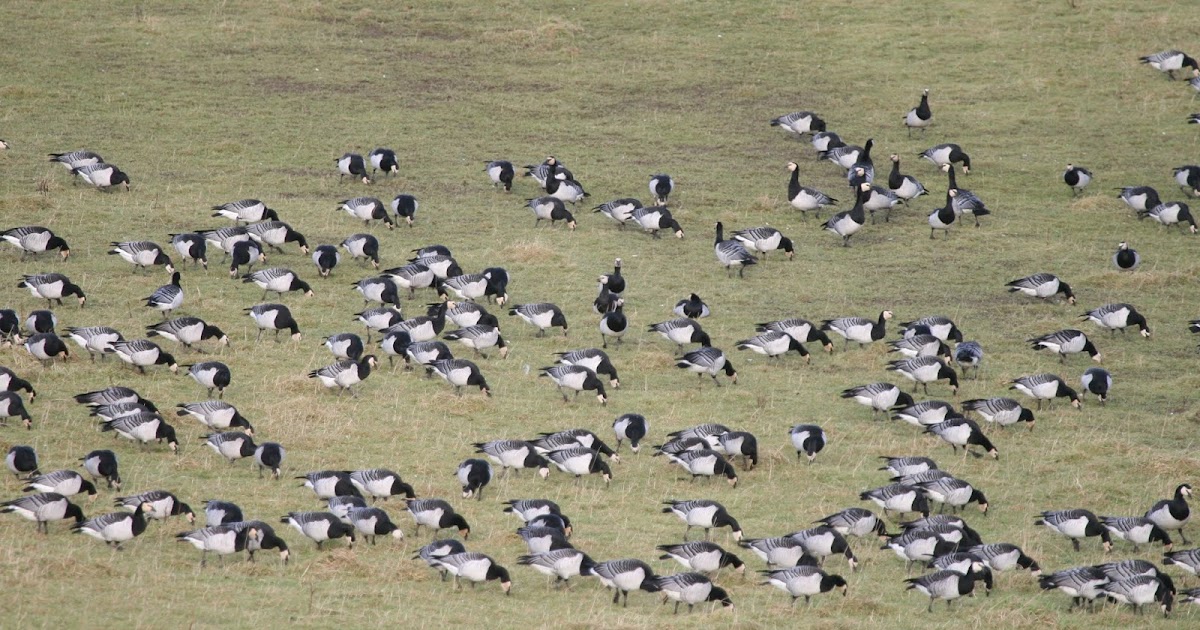 A birding odyssey.: Islay Barnacle Goose cull under pressure.