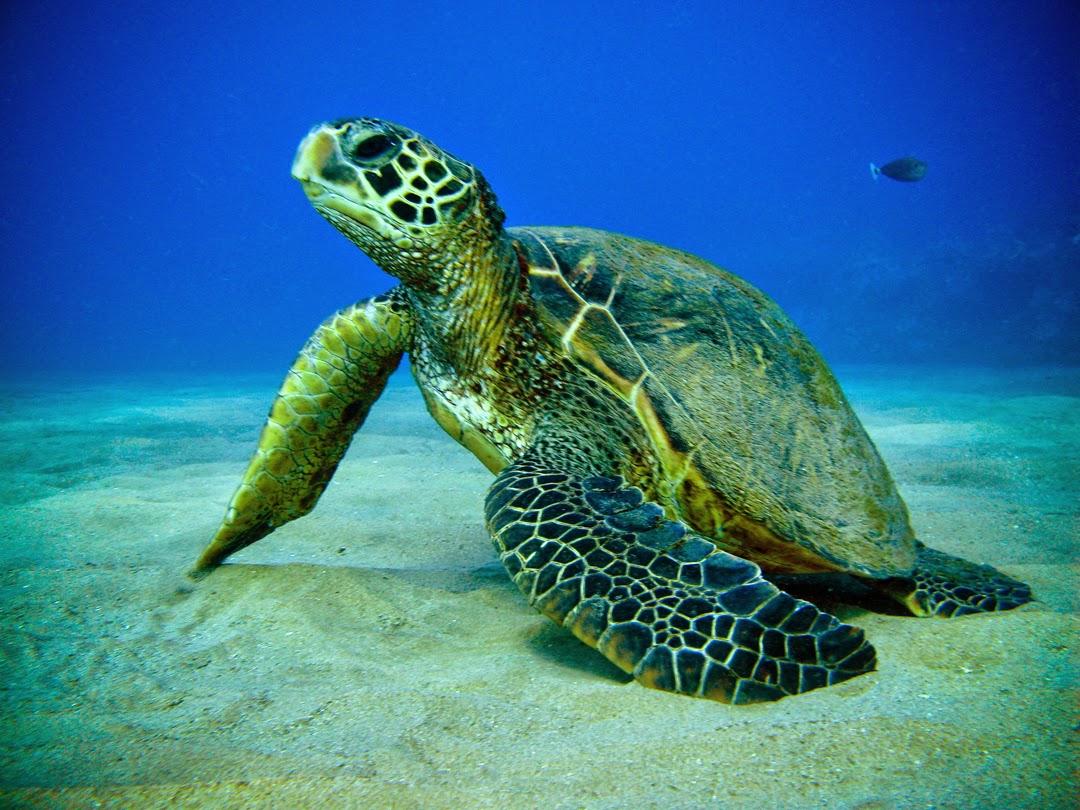 DRCS Science Blog: Green Sea Turtles