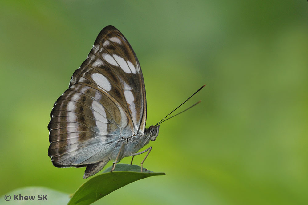 Butterflies of Singapore: Sergeants of Singapore