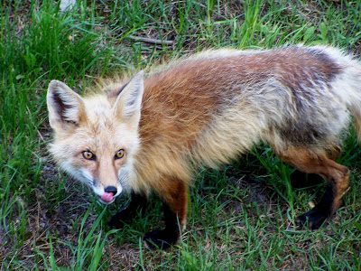 The Natural World: Guards of the Fairy Penguin