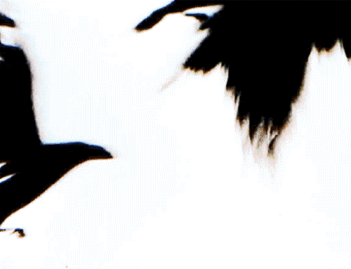 SNEAK PEEK : Horror Remake For "The Birds"